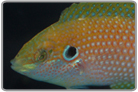 Wrasses-Reef Safe