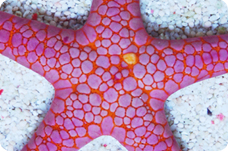Starfish