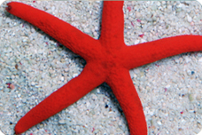 Starfish